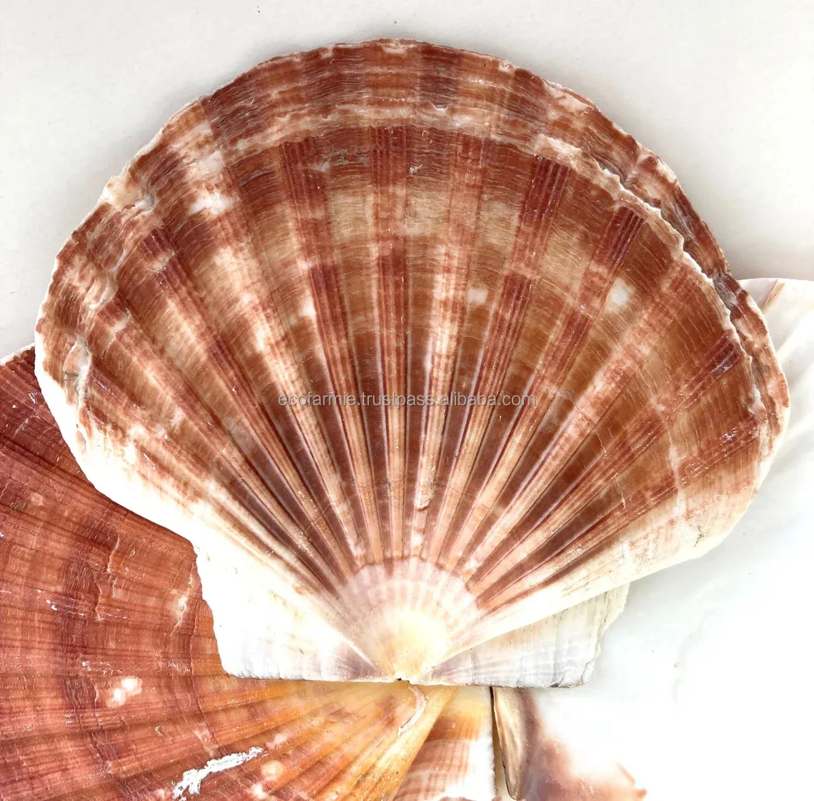 Natural Scallop Sea Shells - Collectible & Eco-friendly