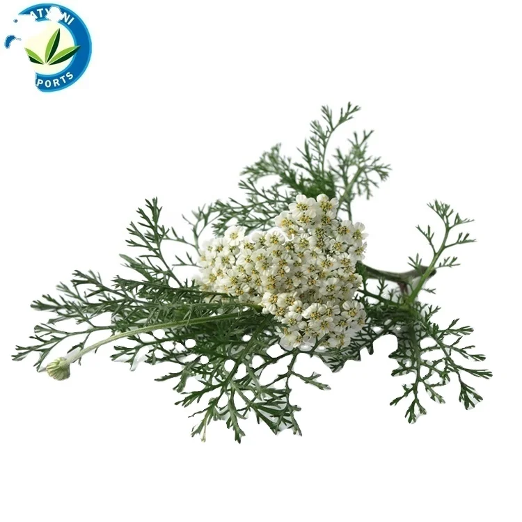 Premium Yarrow Oil 100% Pure And Natural Wholesale Pricing For Global ...