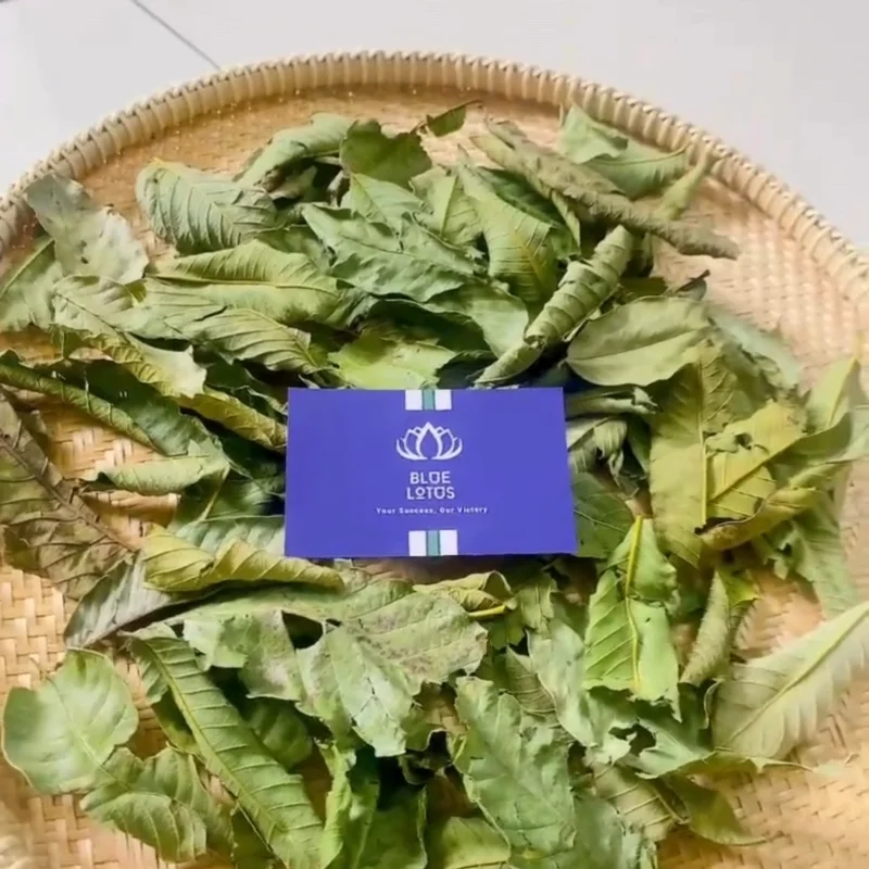 Vietnam Agriculture Product Dried Guava Leaf Tea And Herb Leave Drying ...