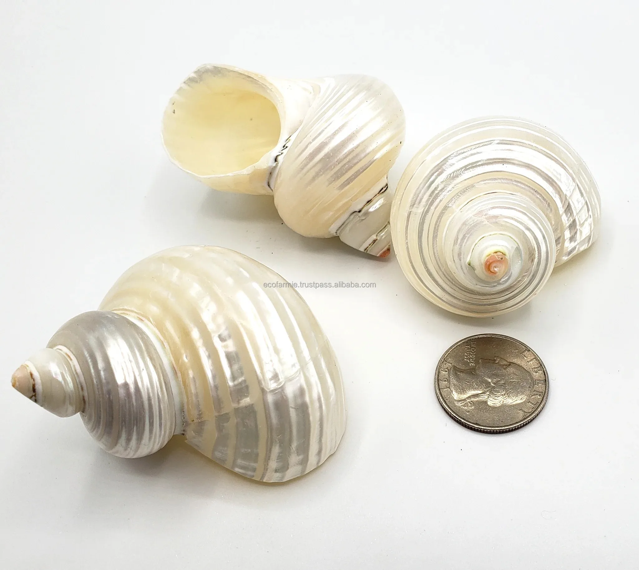 Big Triton Sea Shells - Eco-Friendly Home Decor Collectibles