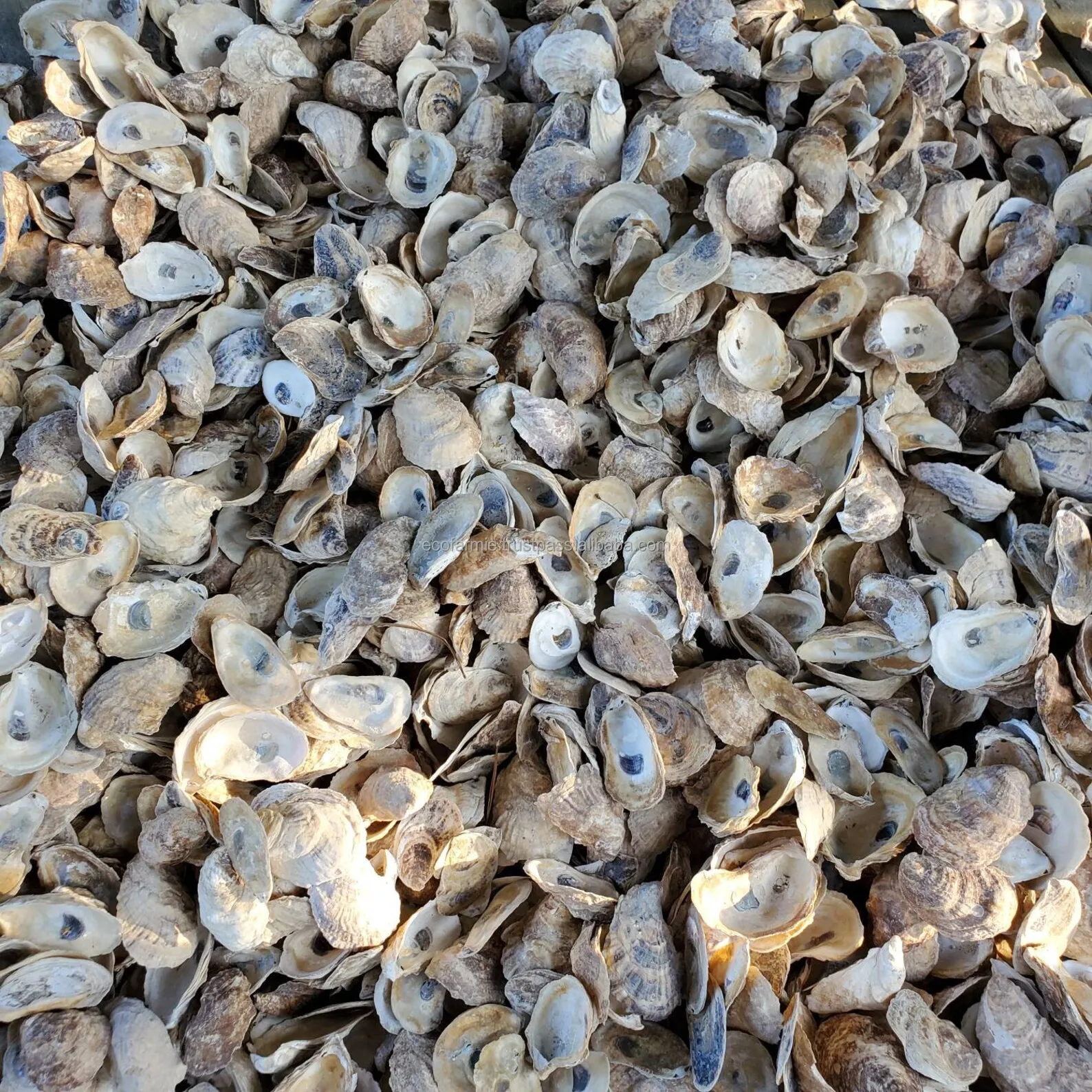 Natural Dried Dry Unpolished Raw Oyster Shells from Vietnam