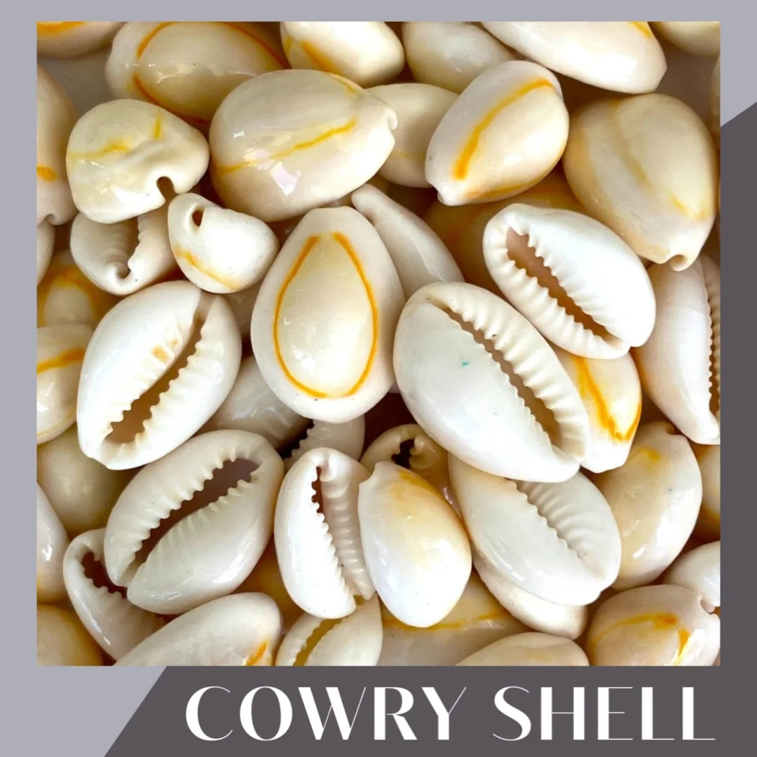 Natural Yellow White Seashell Cowry Shell Wholesale Uncut Raw Cowrie ...