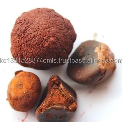 100 % Whole Ox Cattle Gallstone / Cow Gallstone / Natural Bezoar ...