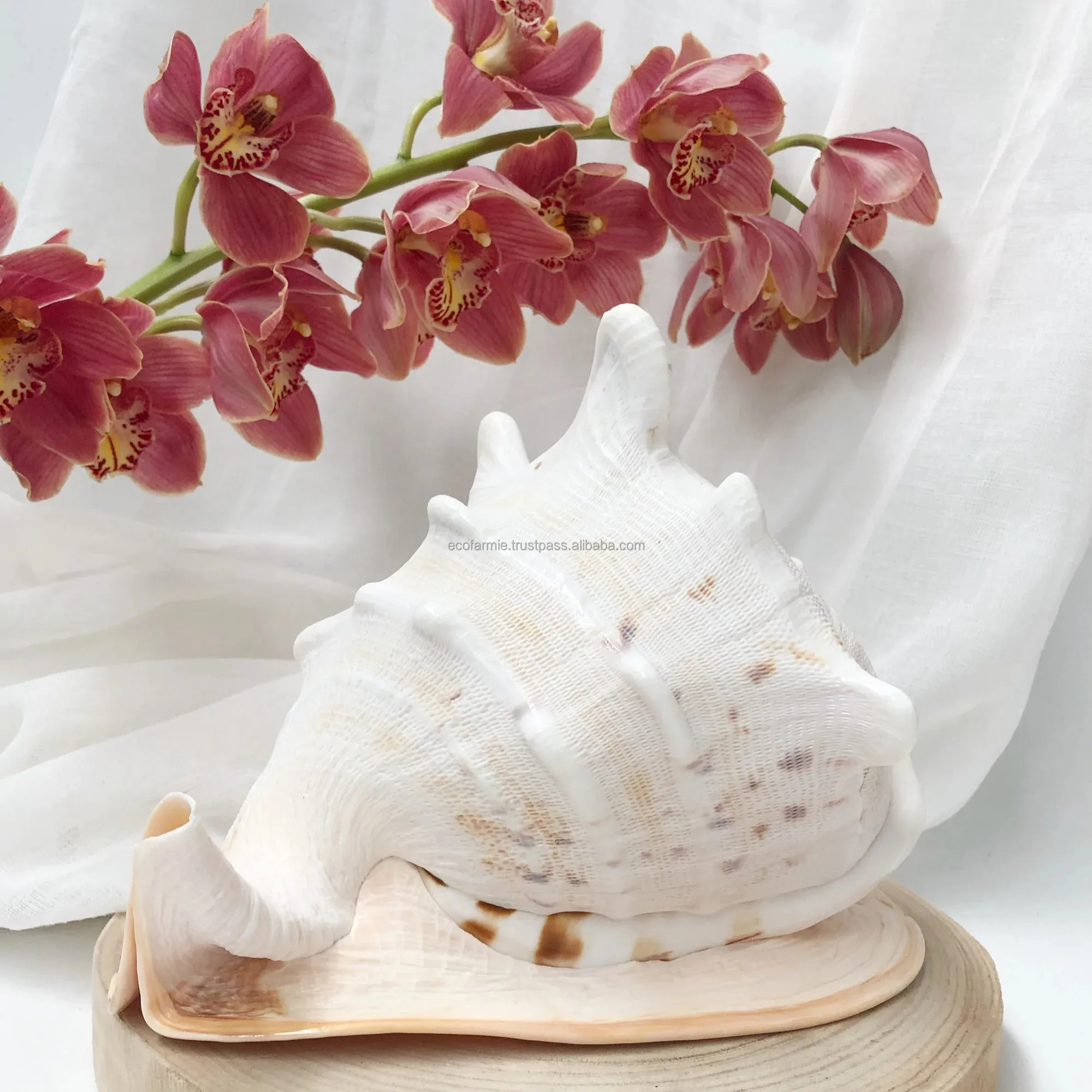 Large Crown Triton Conch Shells - Natural Eco-Friendly Seashells for ...