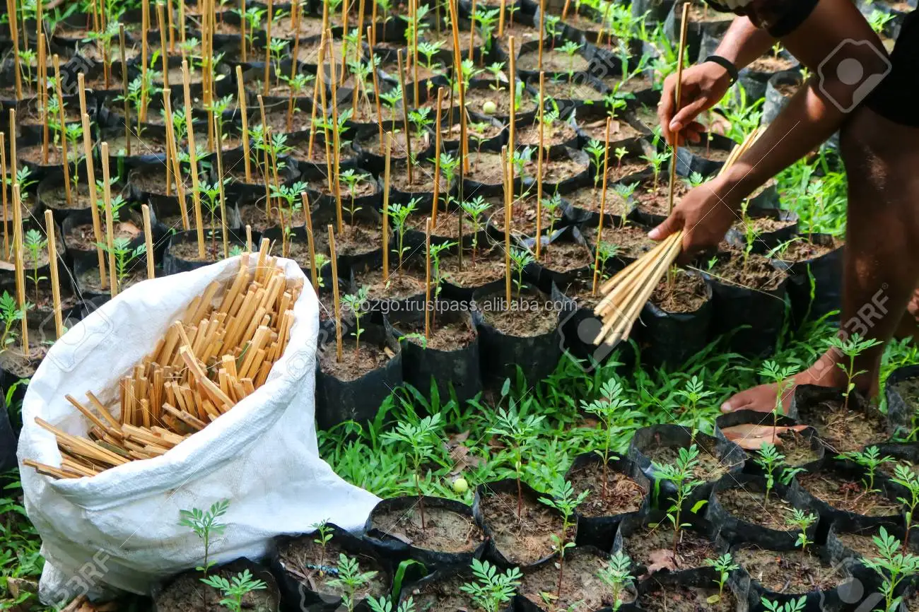 Natural Bamboo Poles Cane Strips Slats Stakes High Quality Eco2go ...