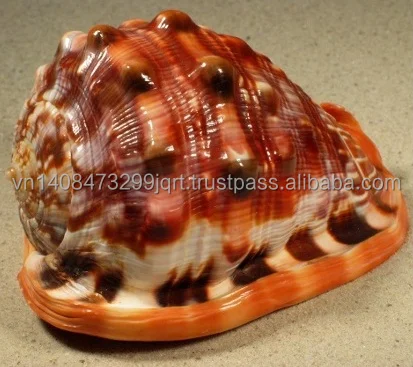 Wholesales Trumpet Triton Queen Seashells Conch Shell - Buy Seashell ...