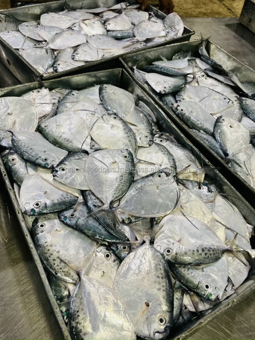 Vietnam Seafood Supplier Frozen Sea Frozen Moonfish Whole Round - Buy ...