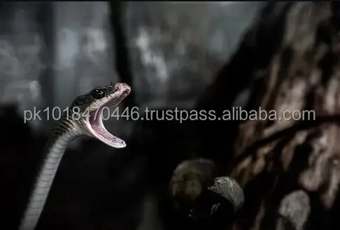 Master Herp Sexing Tools/probes For Snakes 6 Pcs Set Stainless Steel ...