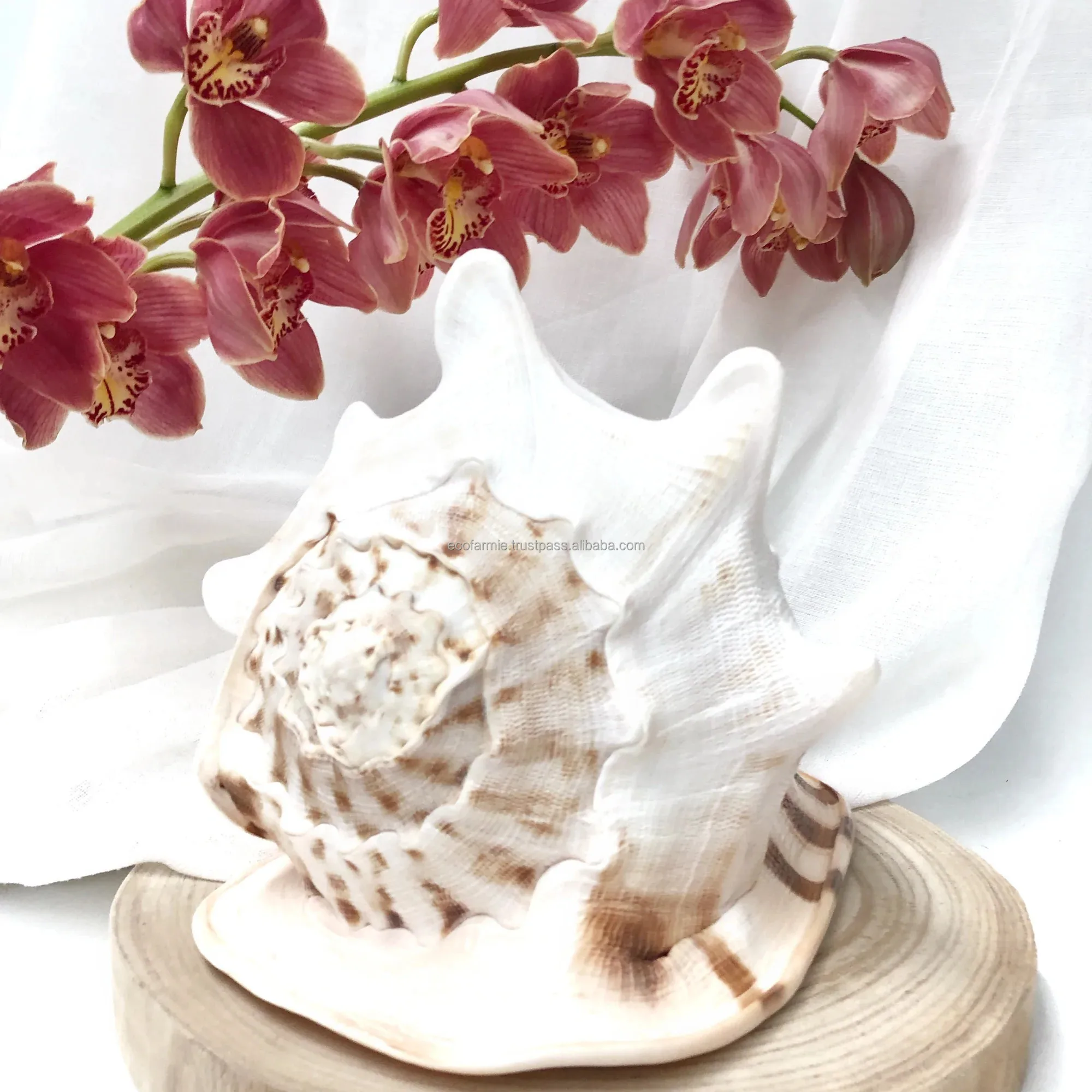 Large Crown Triton Conch Shells - Natural Eco-Friendly Seashells for ...