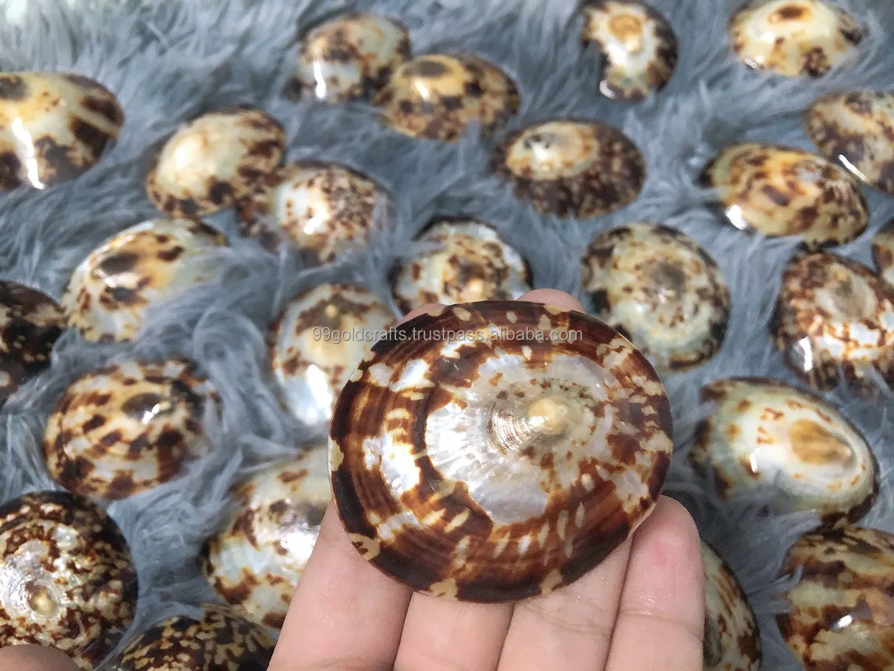 Hot Trend Polished Pearl Banded Jade Turbo Shell / Natural Seashell ...