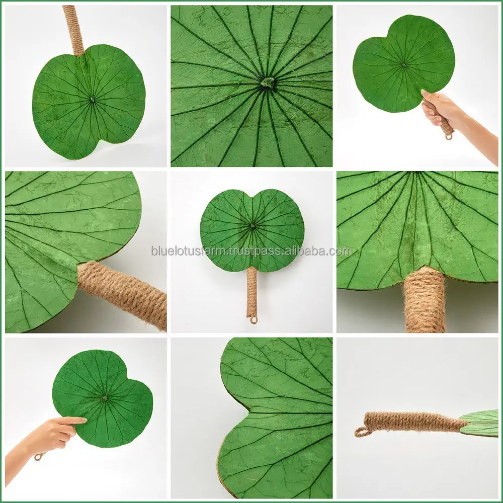 Cheap Price Lotus Leaf Hand Fans from Vietnam - Dried & Crafted