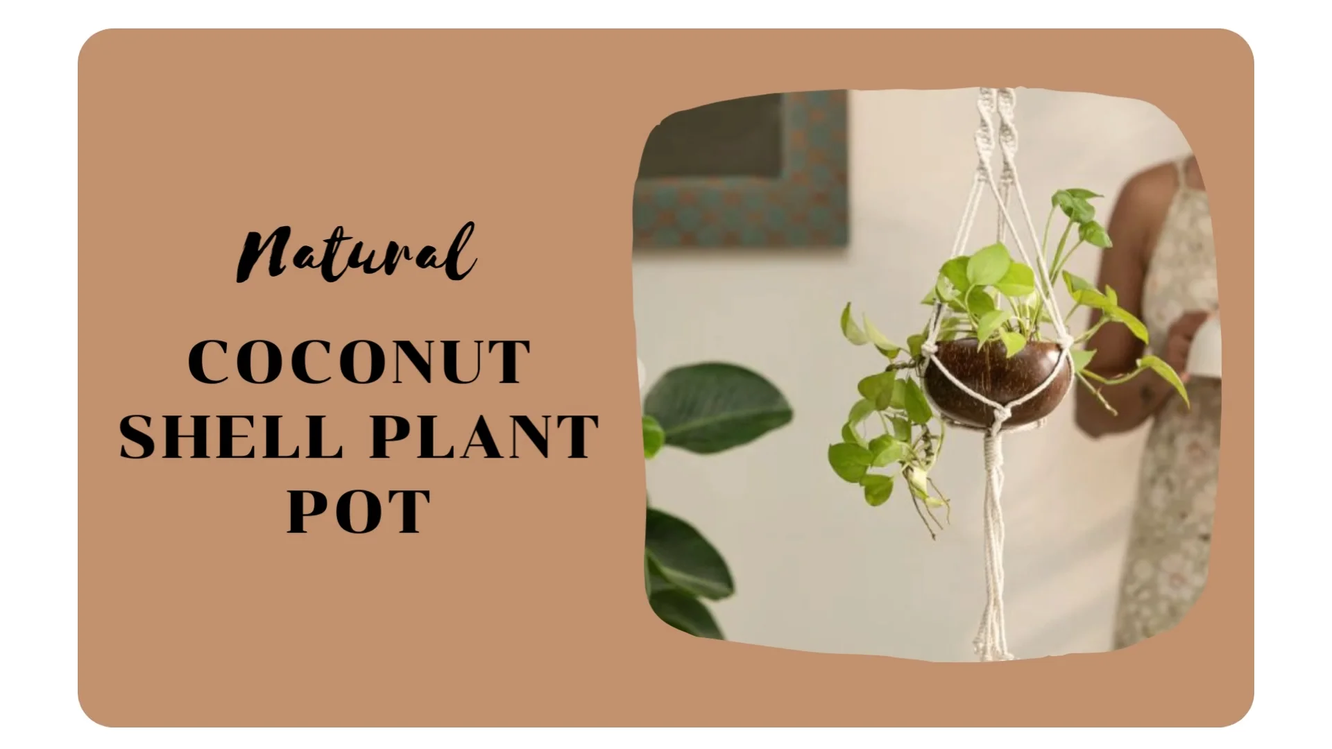 Succulent Planter Pot Eco Friendly Handmade Coconut Shell Cheap Garden ...