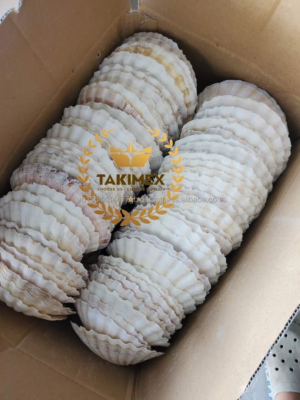 Natural Seashell Hermit Crab Shell for Home Decoration| Alibaba.com