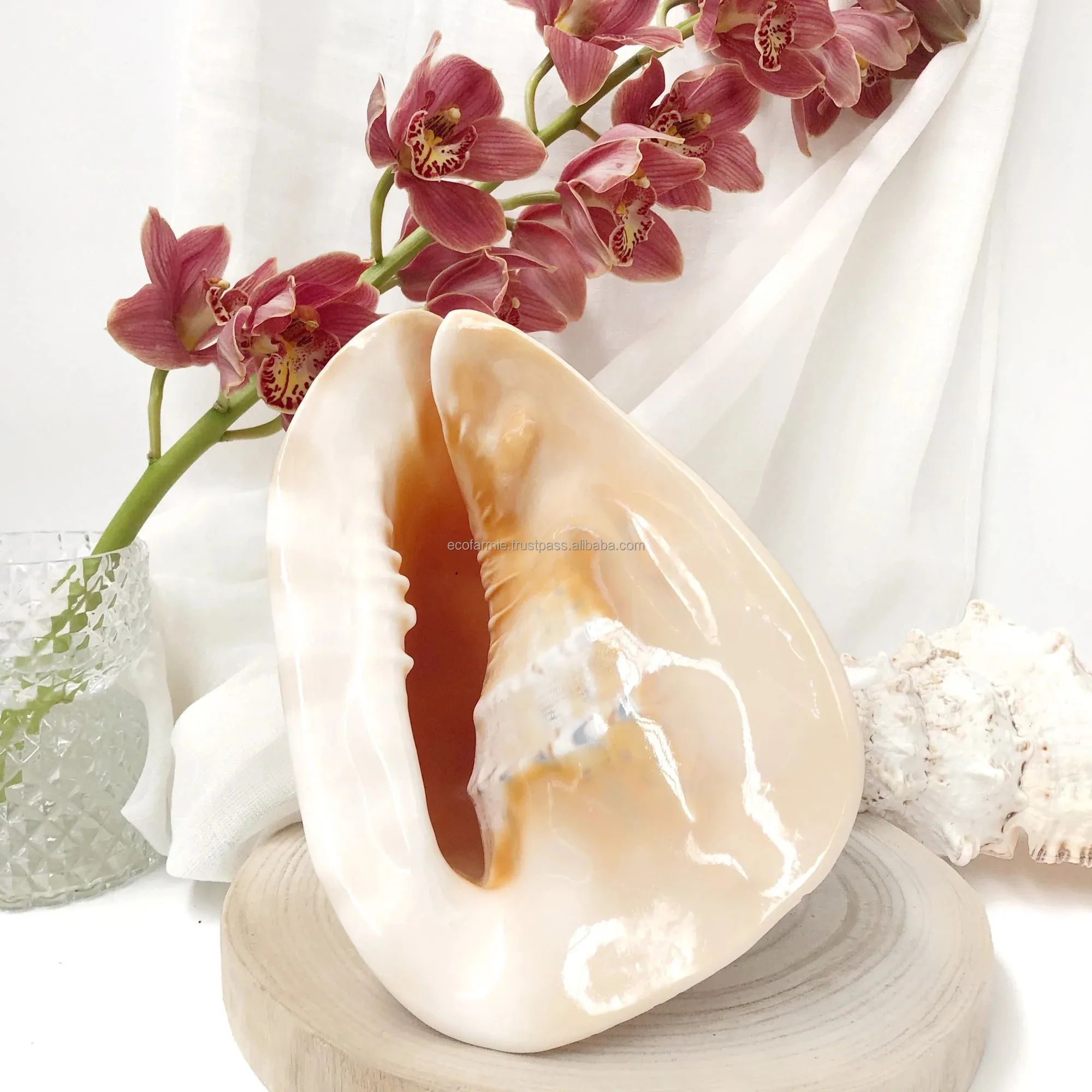 Big Triton Sea Shells - Eco-Friendly Home Decor Collectibles