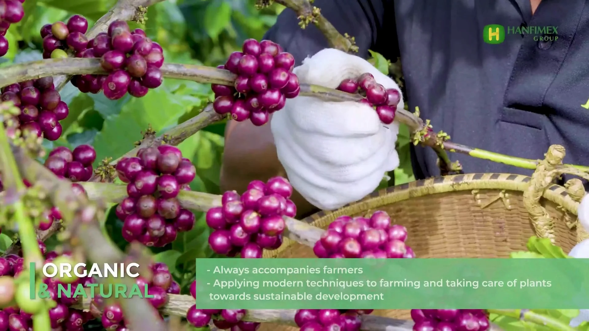 Vietnam Robusta Coffee Green Beans New Crops Wholesale High Quality ...