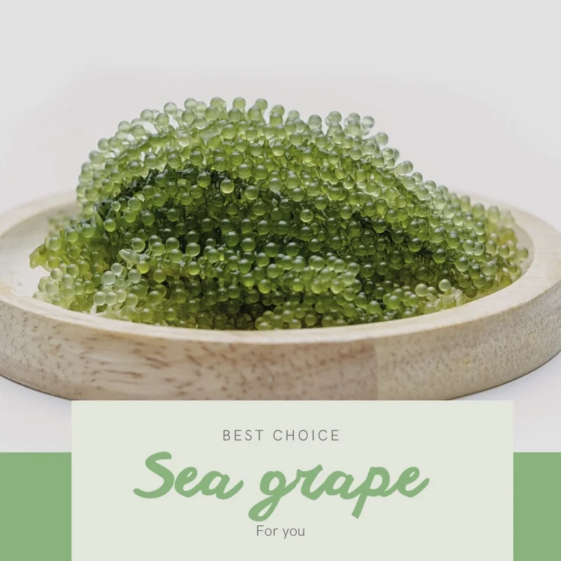 Fresh Sea Grapes - Okinawa Seaweed- Sea Grapes Dehydrated Seaweed Nori ...