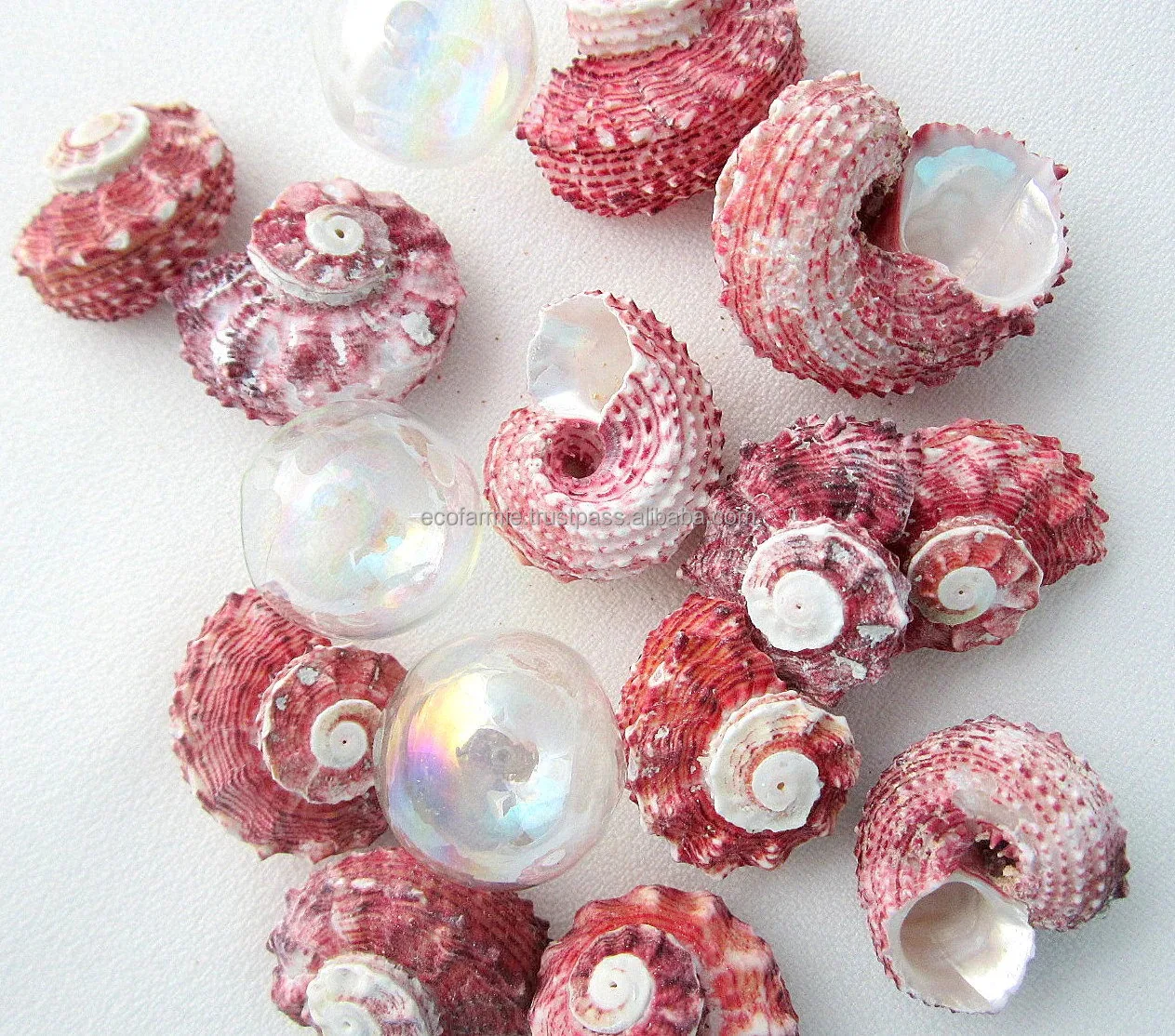 Big Triton Sea Shells - Eco-Friendly Home Decor Collectibles