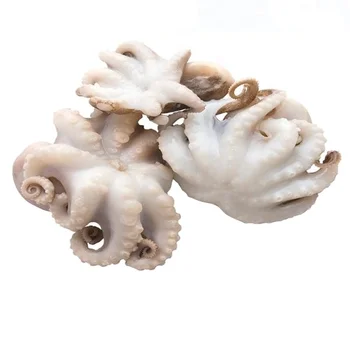 Frozen Baby Octopus Squid Fish Flowers For Market 20-40 40-60 Good ...