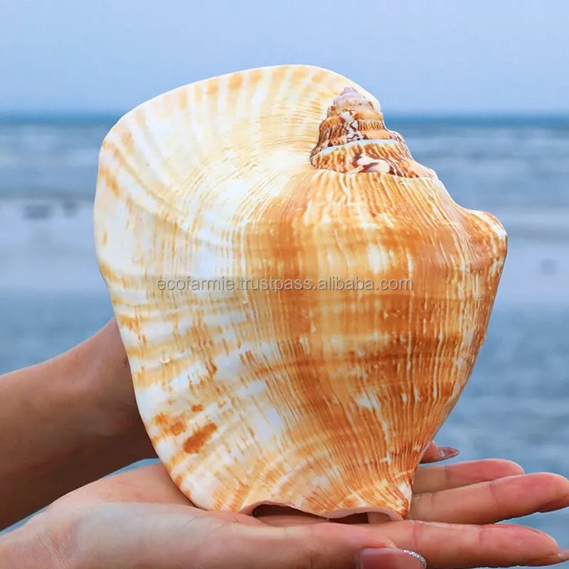 Large Crown Triton Conch Shells - Natural Eco-Friendly Seashells for ...