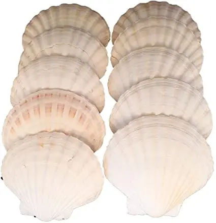 Best 2024 Vietnamese Seashell And Snail Shells Products Used As ...