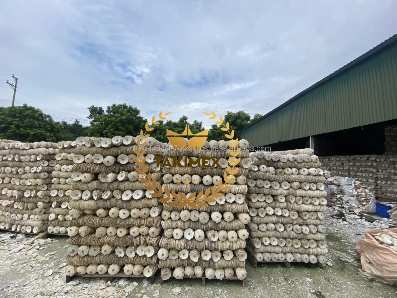 Farm Price Scallop Shells Seashell Vietnam Origin for Handmade ...