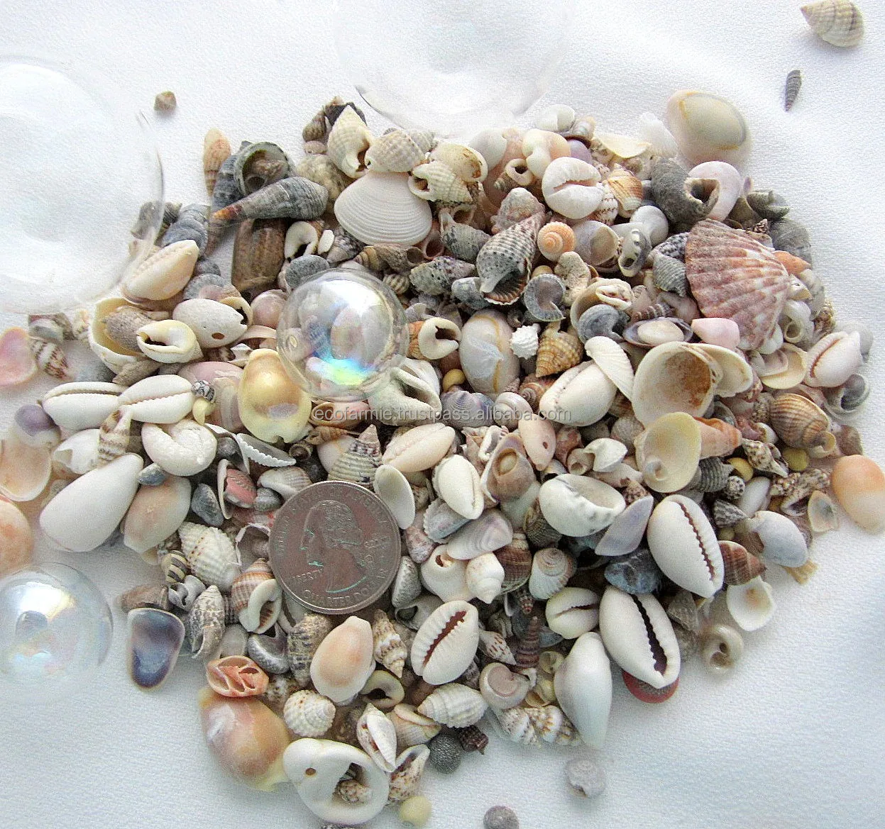 Large Crown Triton Conch Shells - Natural Eco-Friendly Seashells for ...