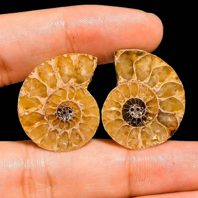Natural Ammonite Smooth Plain Fancy Shape Loose Gemstone Cabochon - Buy ...