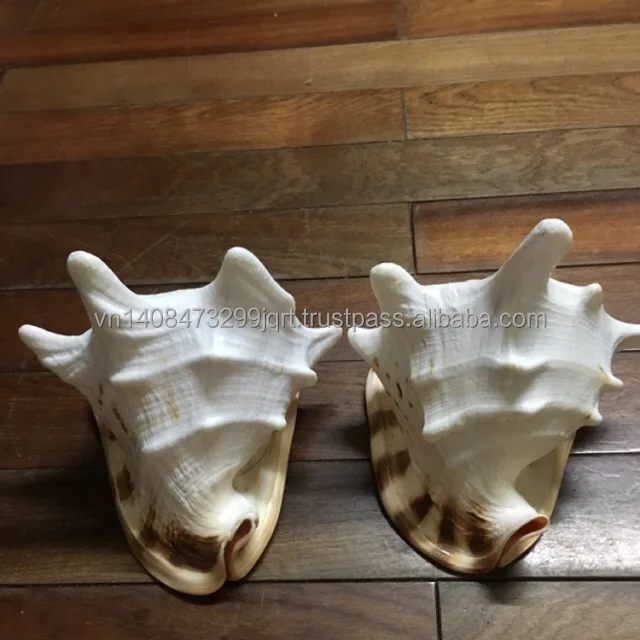 Wholesales Trumpet Triton Queen Seashells Conch Shell - Buy Seashell ...