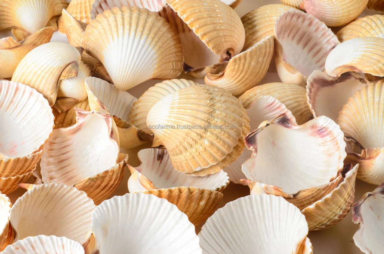 Natural Scallop Sea Shells Collectible Empty White Clean White Scallops ...