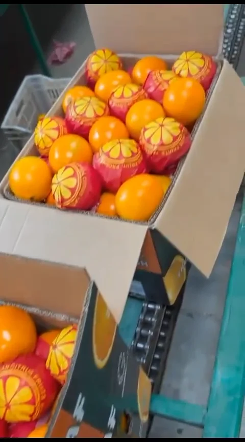Navel Oranges With Delicious Taste - New Harvest 2024 - With Best Price ...