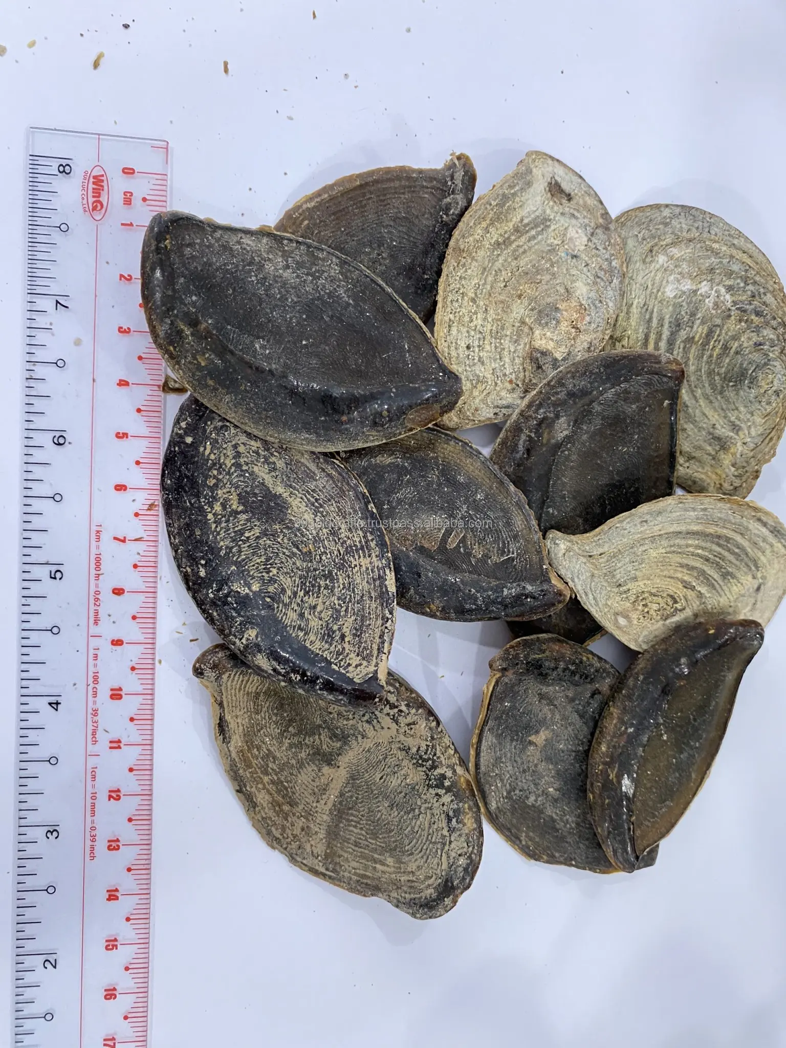 Shop Dried Seashells from Vietnam - Perfect for Crafts