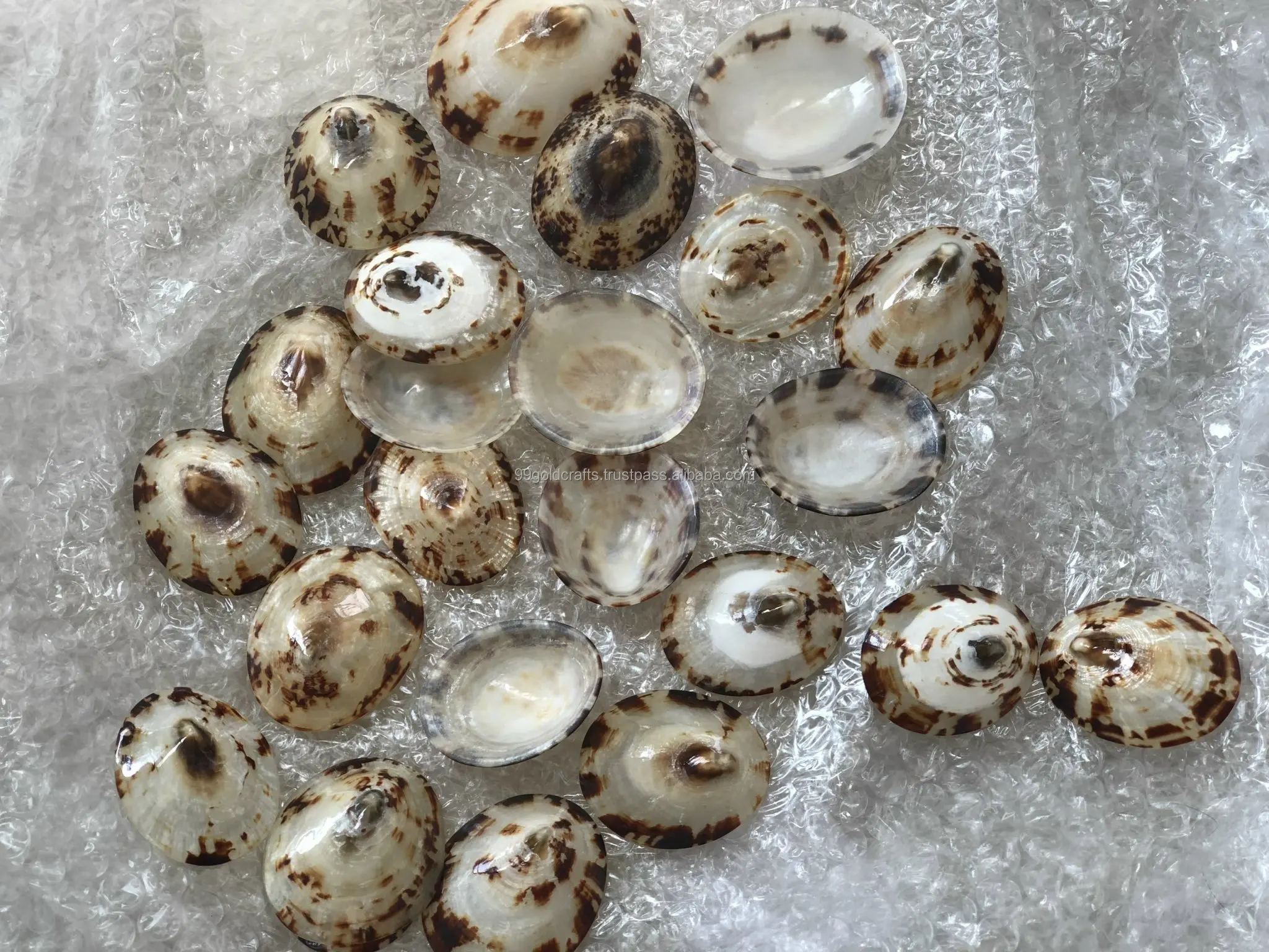 Hot Trend Polished Pearl Banded Jade Turbo Shell / Natural Seashell ...