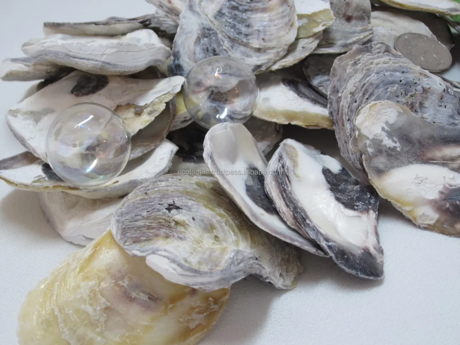 Natural Dried Dry Unpolished Raw Oyster Shells from Vietnam