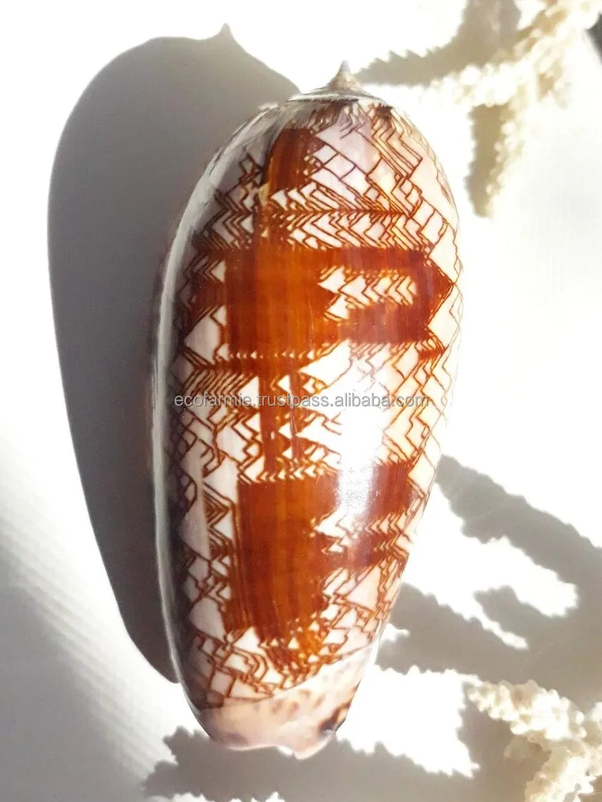 Large Crown Triton Conch Shells - Natural Eco-Friendly Seashells for ...