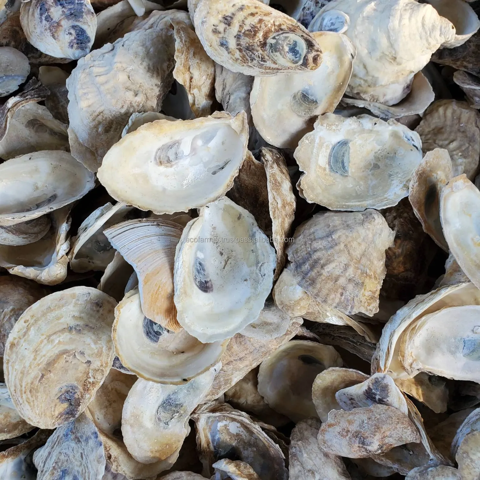 Natural Dried Dry Unpolished Raw Oyster Shells from Vietnam