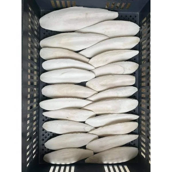 Cuttlefish Bone Available For Your Birds - Buy Dried Cuttlefish Bone ...