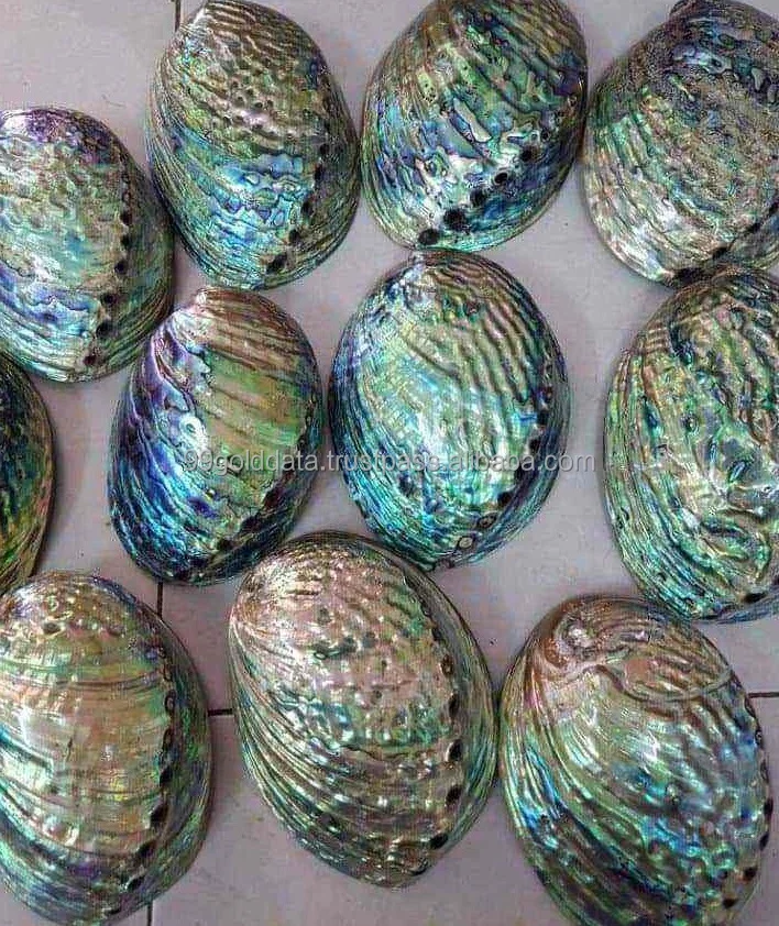 Natural Big Size Conch Shell Cassia Seashell Cassia Cornuta Seahsell ...