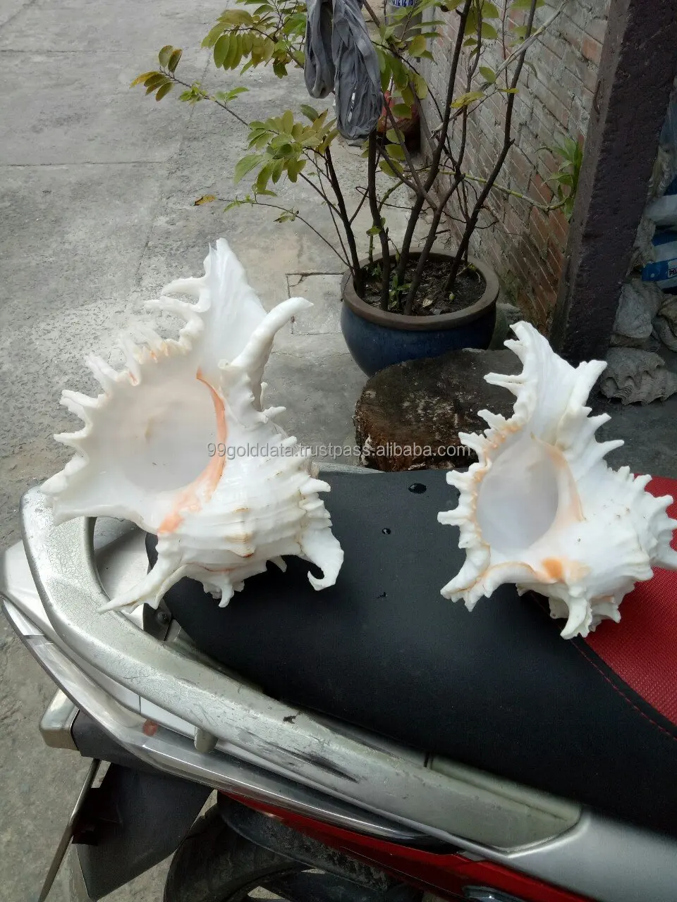 Natural Big Size Conch Shell Cassia Seashell Cassia Cornuta Seahsell ...