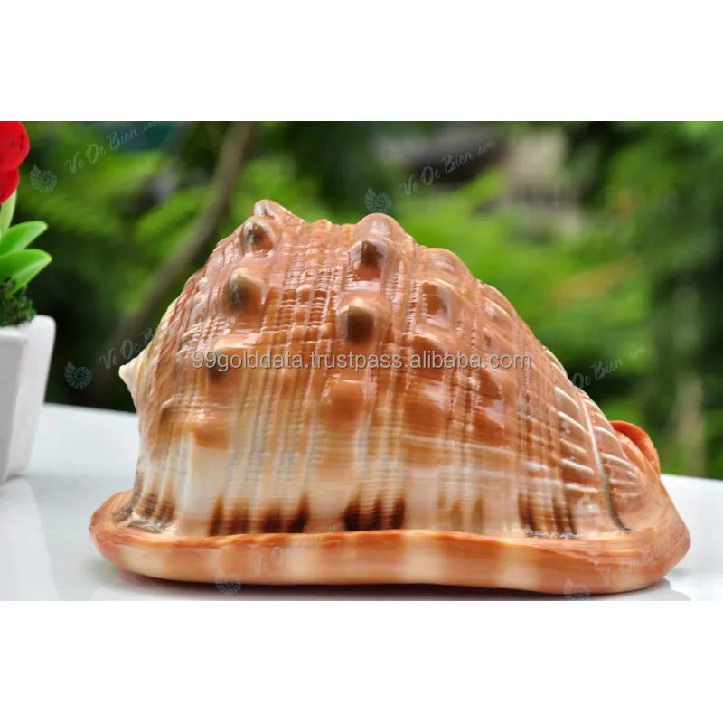 Natural Big Size Conch Shell Cassia Seashell Cassia Cornuta Seahsell ...