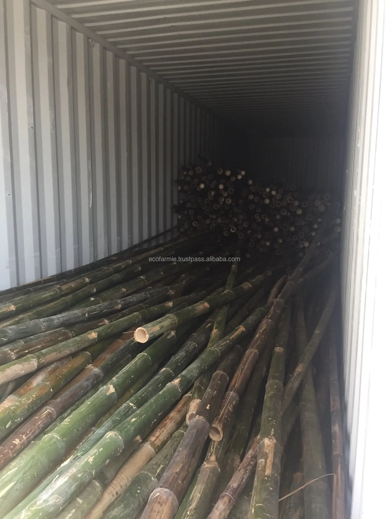 Natural Bamboo Canes from Vietnam - Eco-Friendly Poles