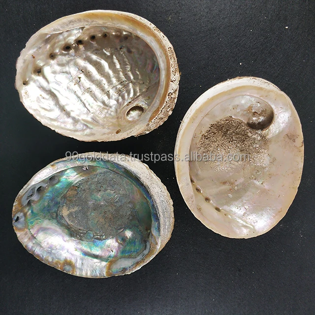 Natural Big Size Conch Shell Cassia Seashell Cassia Cornuta Seahsell ...