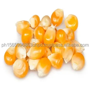 High Quality Yellow Corn White Corn/maize For Human And Animal Feed For Sale - Buy Popcorn Grain ...