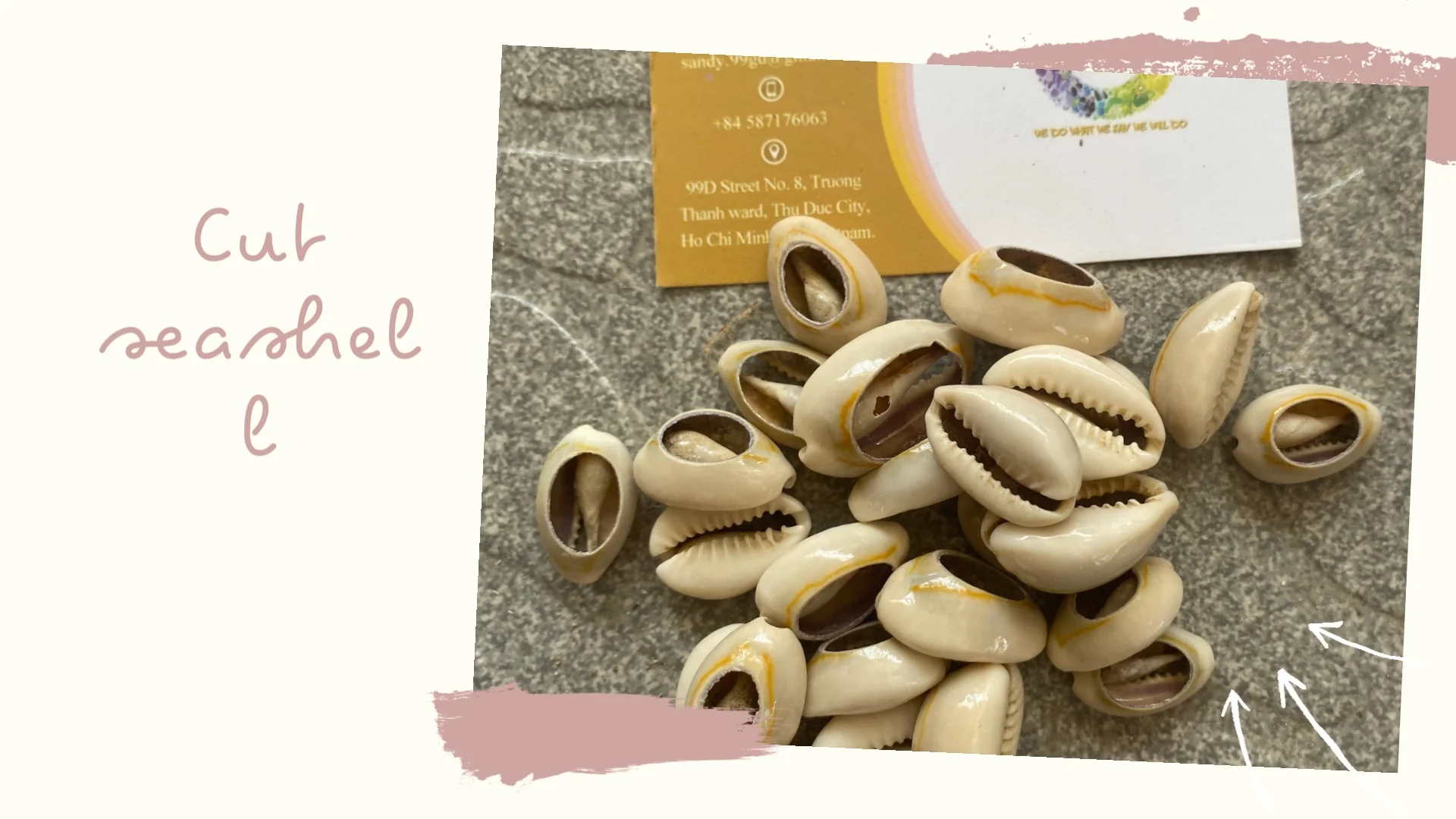 Hot Trend Polished Pearl Banded Jade Turbo Shell / Natural Seashell ...