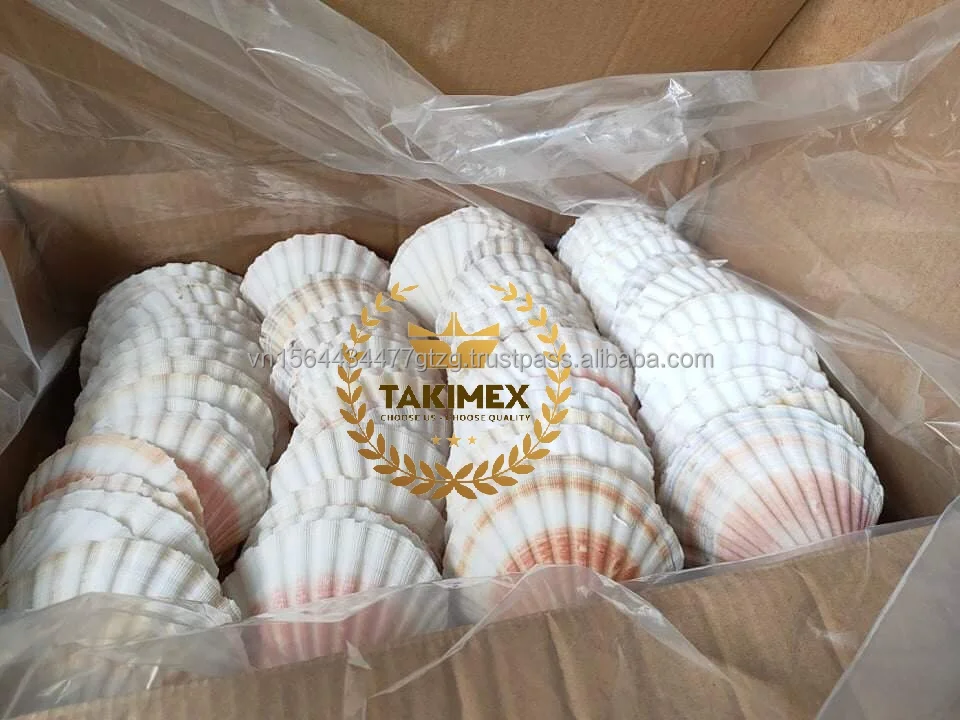 Farm Price Scallop Shells Seashell Vietnam Origin for Handmade ...