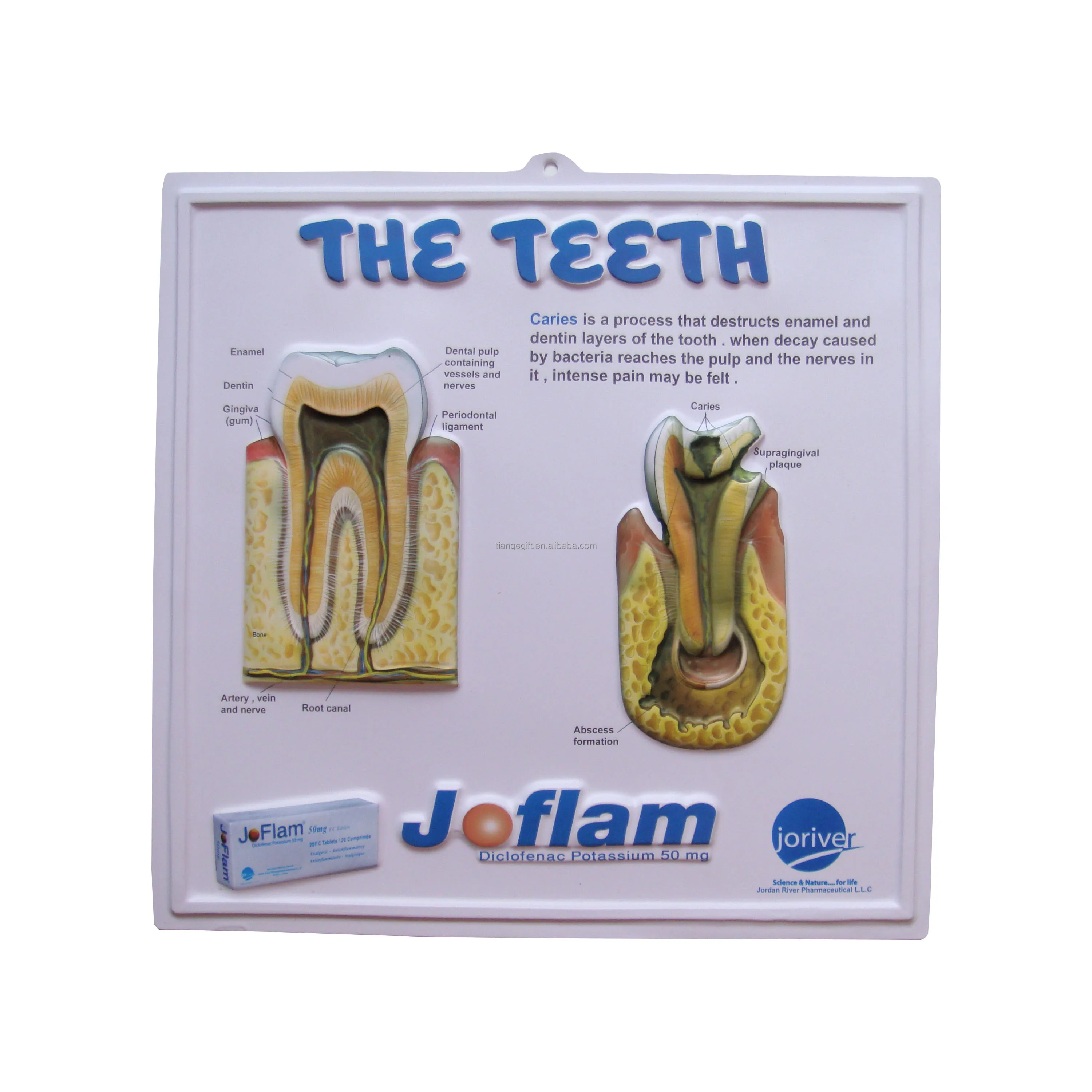 Customized 3D Medical Poster PVC Medical Wall Chart With Design ...