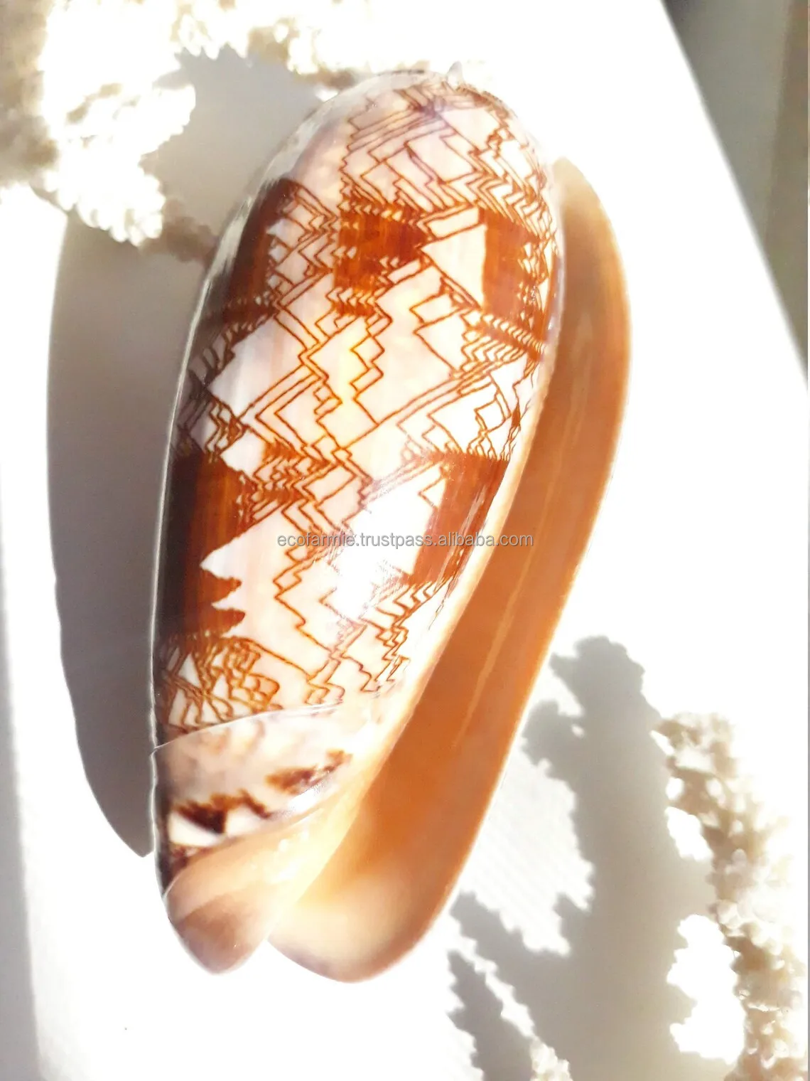 Wholesale Full Collection of Clean Polished Seashells