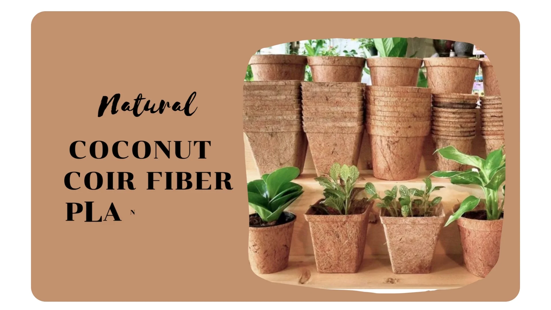 Biodegradable Natural Coconut Fiber Pot Made In Vietnam - Eco2go ...