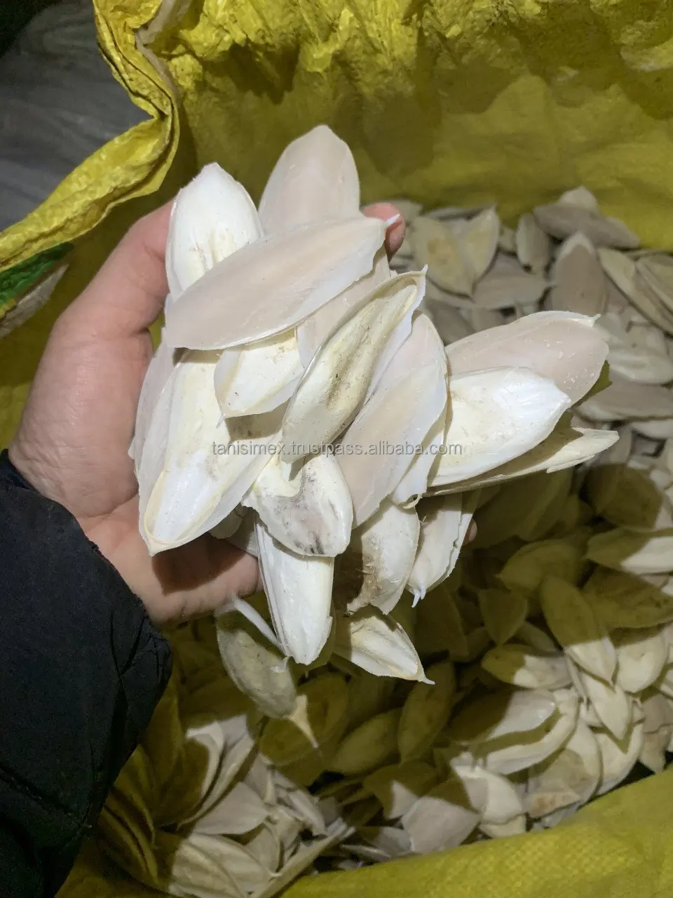 White Clean Dried Cuttlefish Bone Good Quality Directly From Factory ...