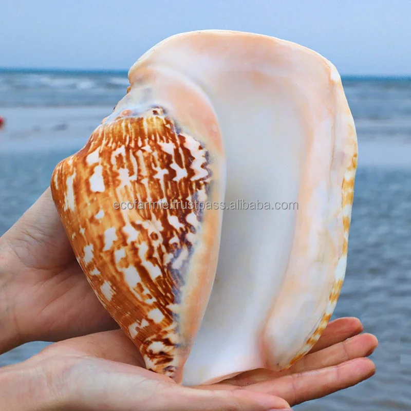 Large Crown Triton Conch Shells - Natural Oceanic Seashells