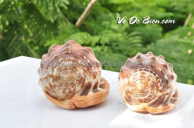 Natural Big Size Conch Shell Cassia Seashell Cassia Cornuta Seahsell ...